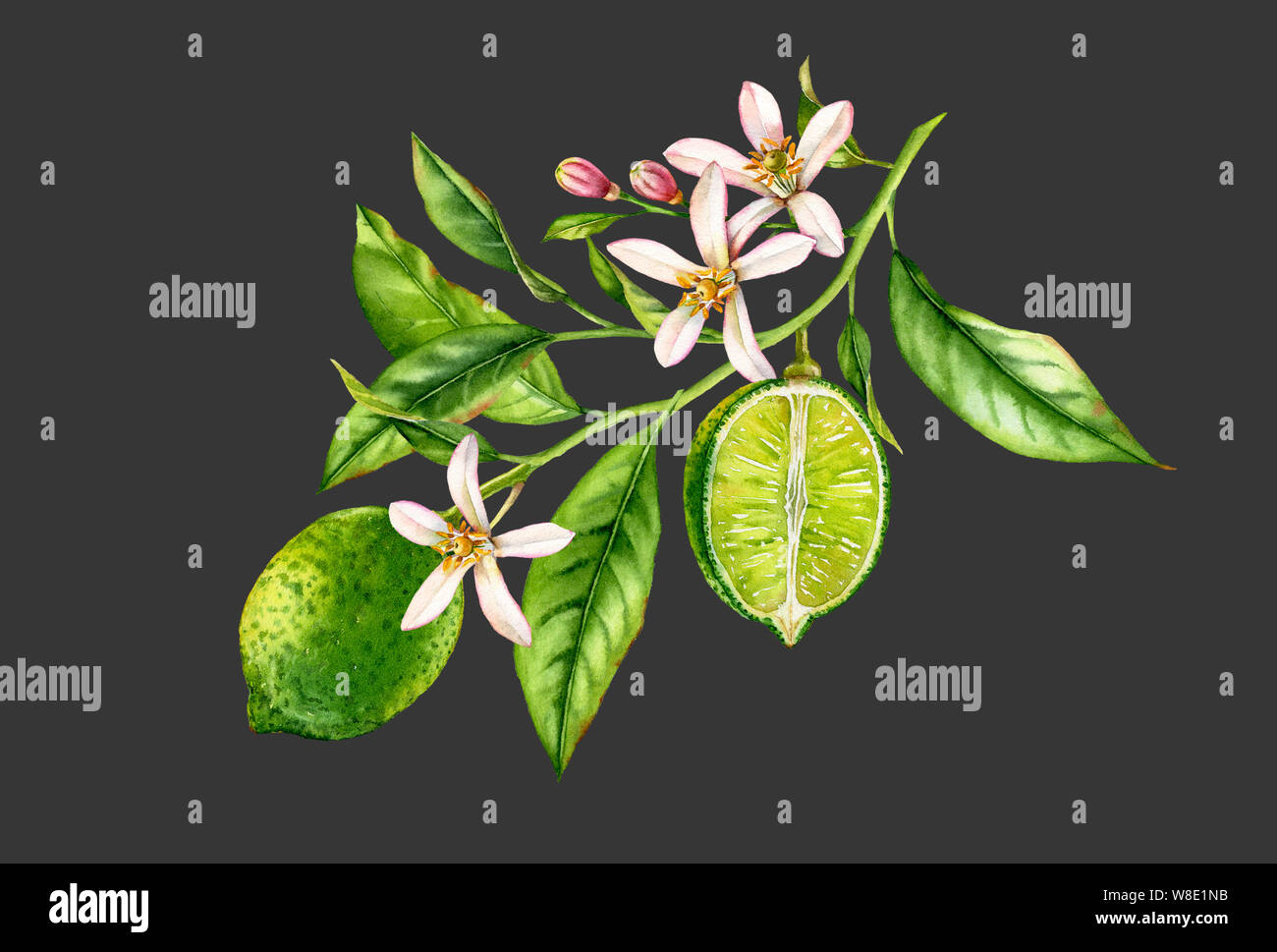 Lime fruit tree branch with flowers leaves. realistic botanical ...