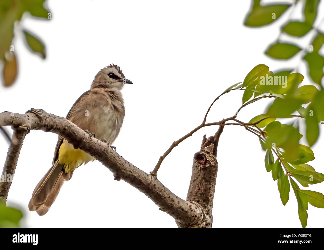 Yellow vented bulbul bird hi-res stock photography and images - Alamy