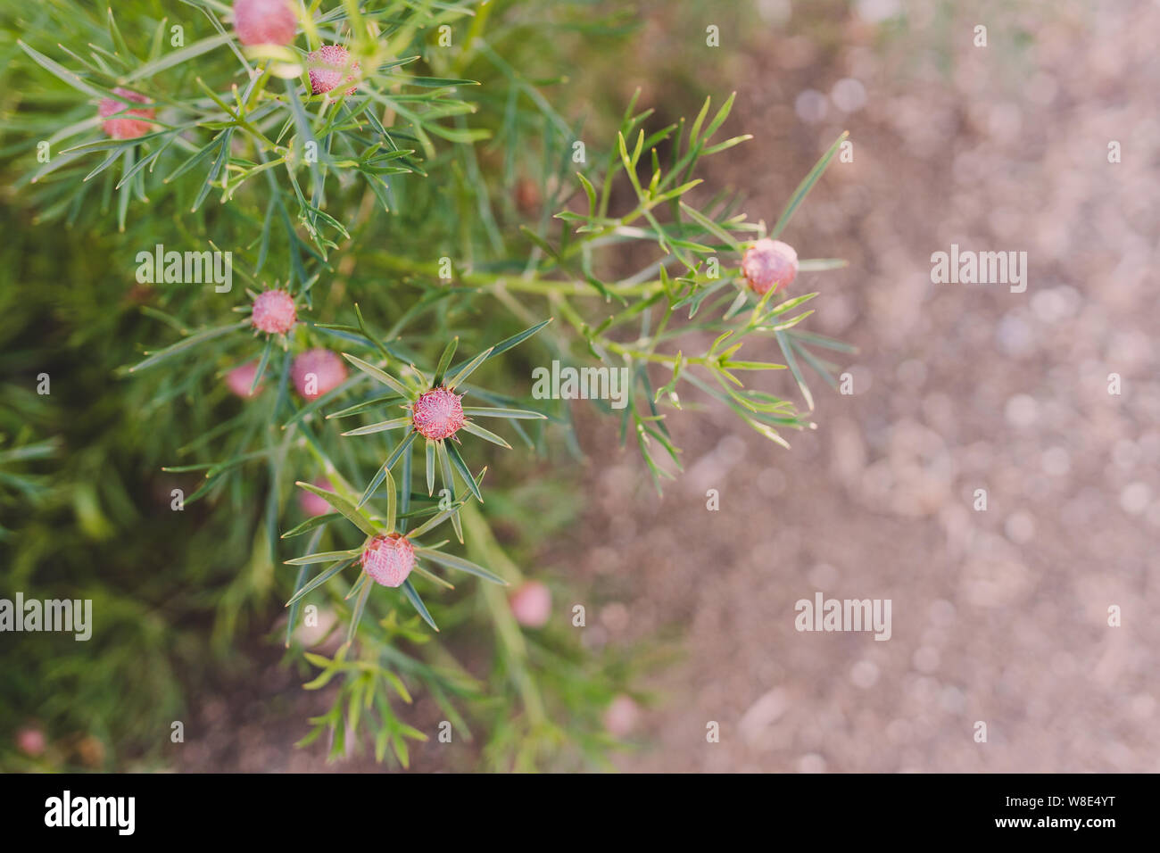 detail of isopogon candy cone bush, a native Australian plant shot at ...