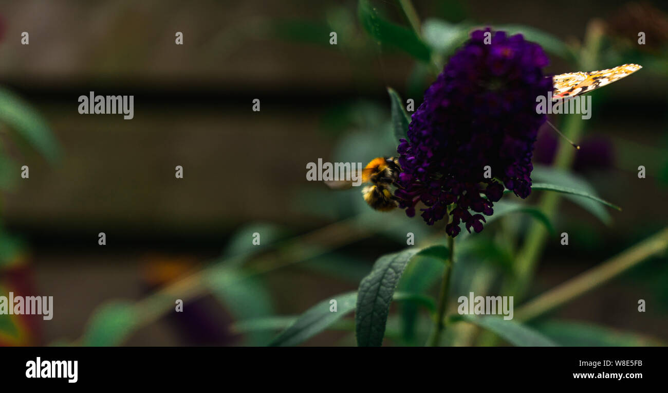 Busy bumble bee and butterfly collecting pollen from purple buddleja ...