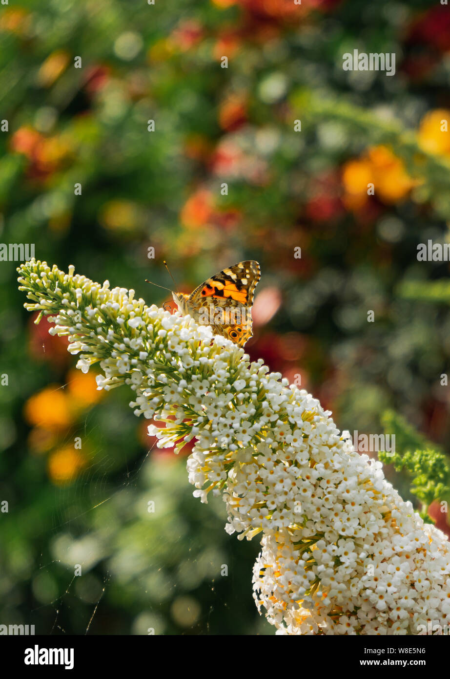 Painted lady/ Vanessa cardui butterfly collecting nectar from bright ...