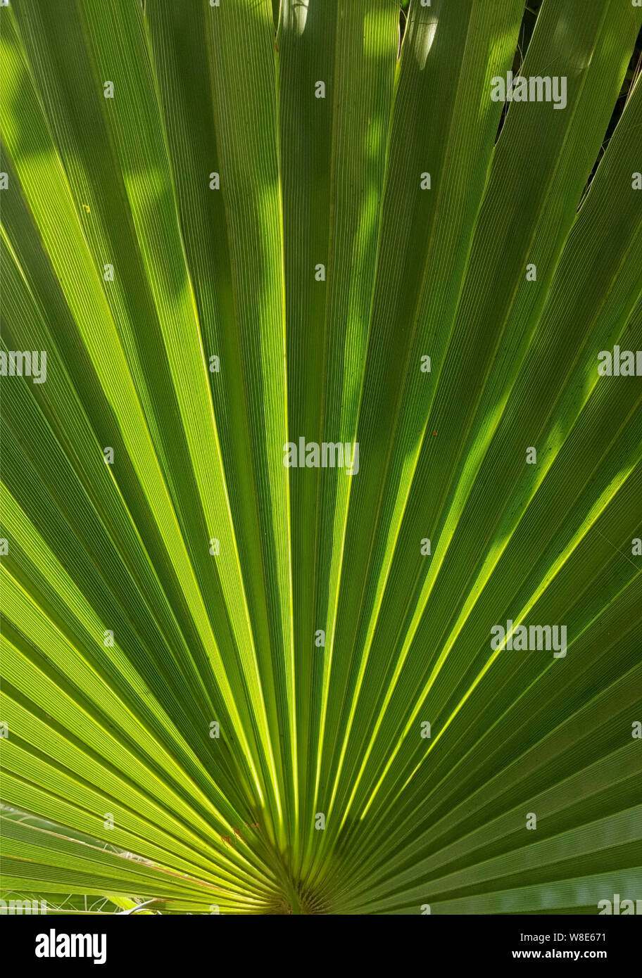 Palm tree leaf texture background. photo image Stock Photo - Alamy