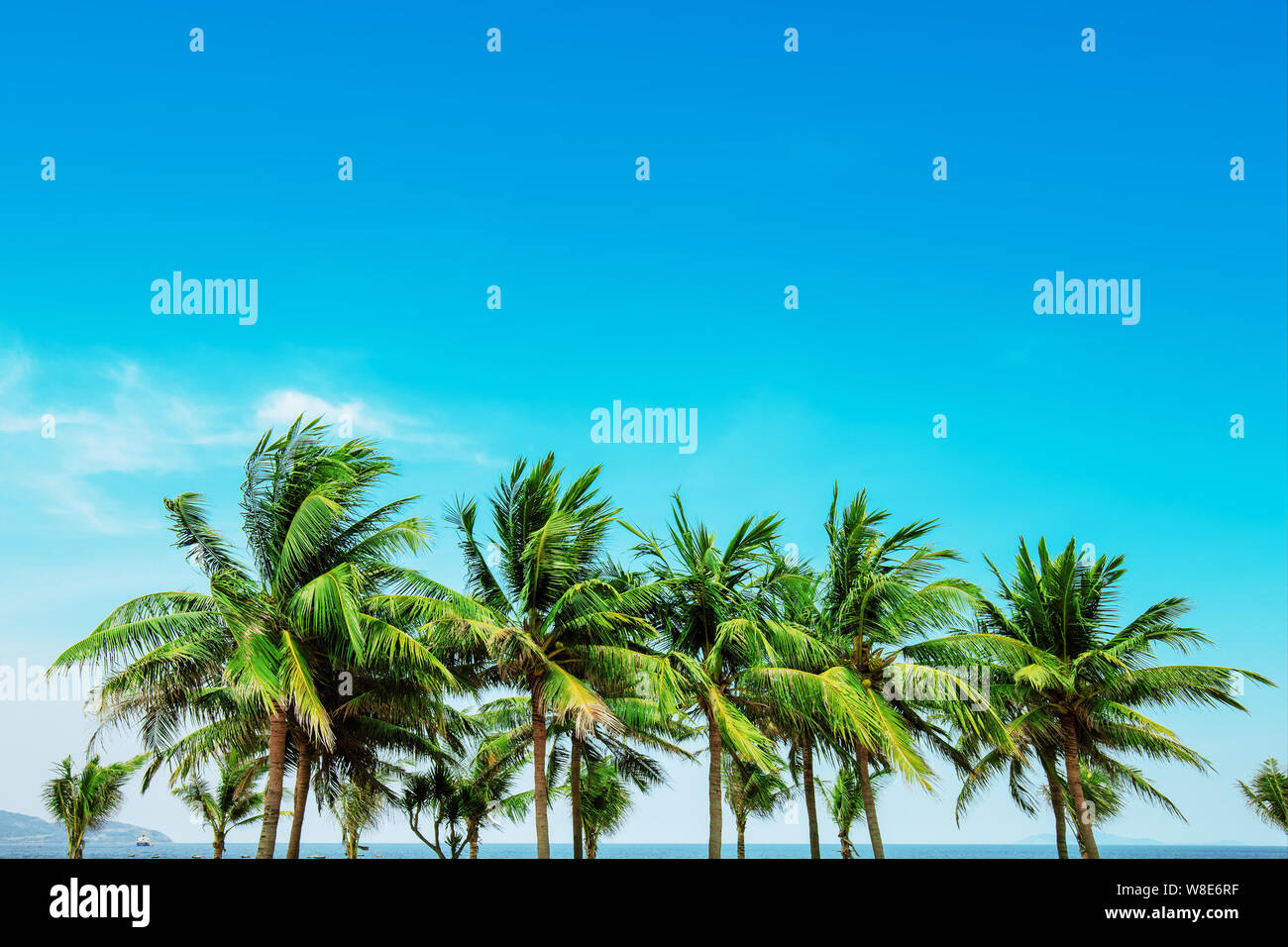 Coconut trees at the beach With a blue sky as the background Stock ...