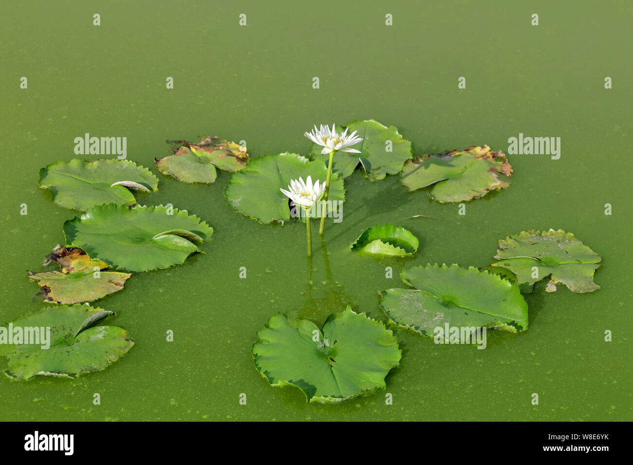 The lotus pool hi-res stock photography and images - Alamy