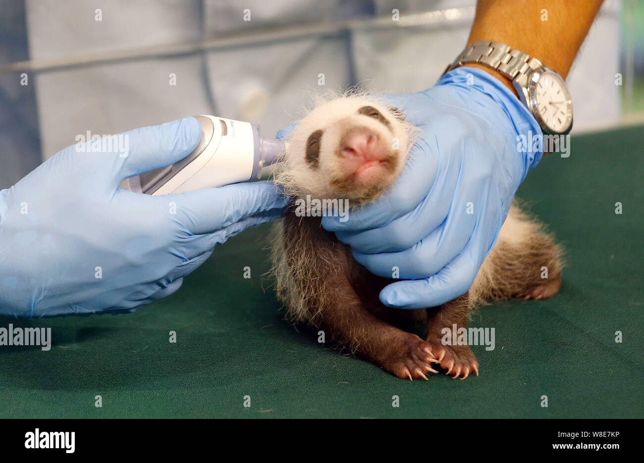 An expert examines the female baby panda born by giant panda Ting Ting ...