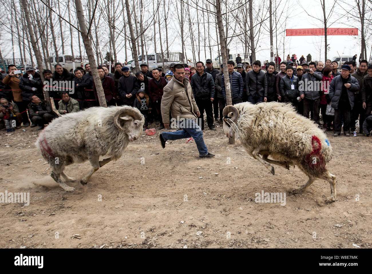 A crowd of villagers watch two sheep butting each other with their ...