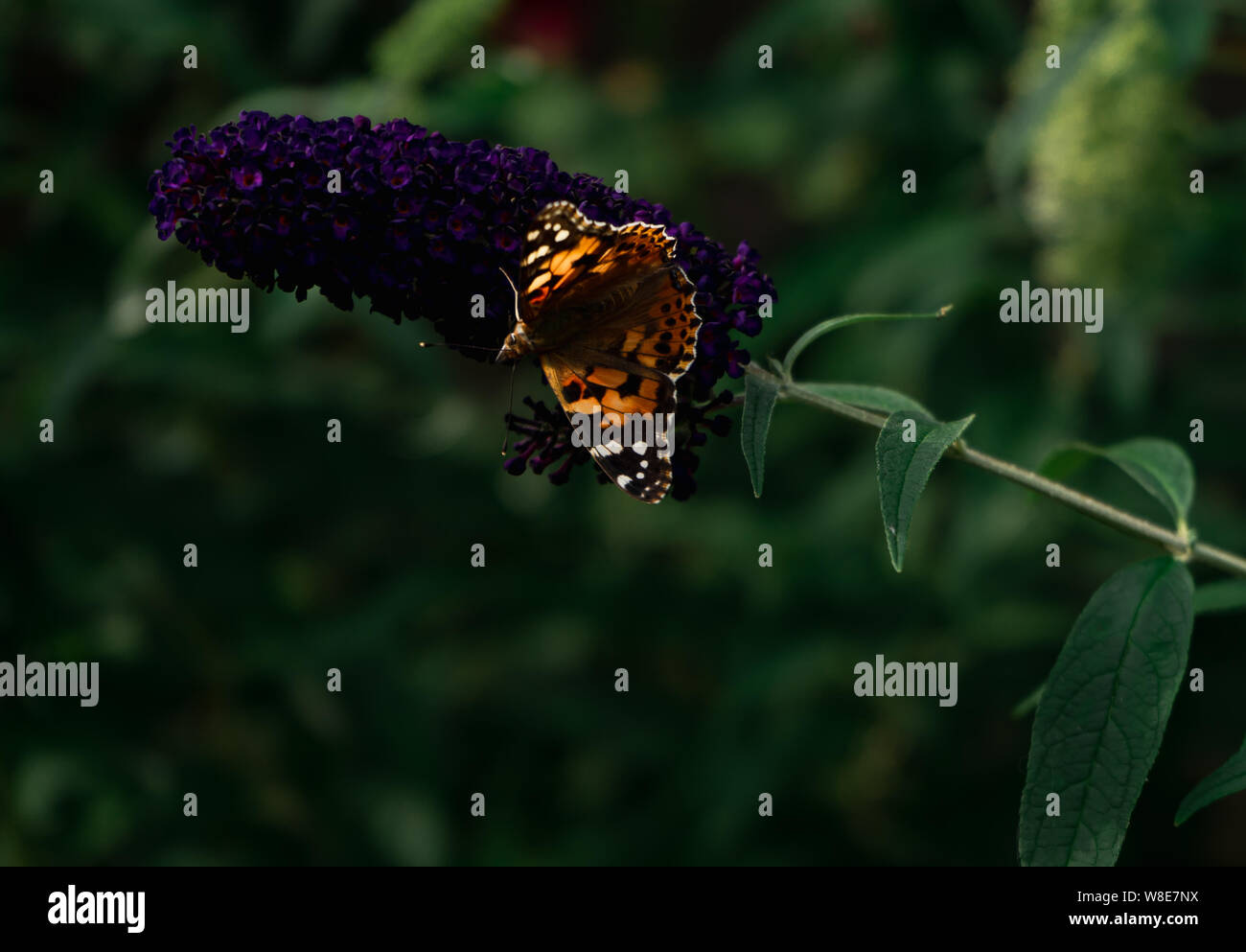Beautiful painted lady butterfly collecting pollen from purple buddleja ...