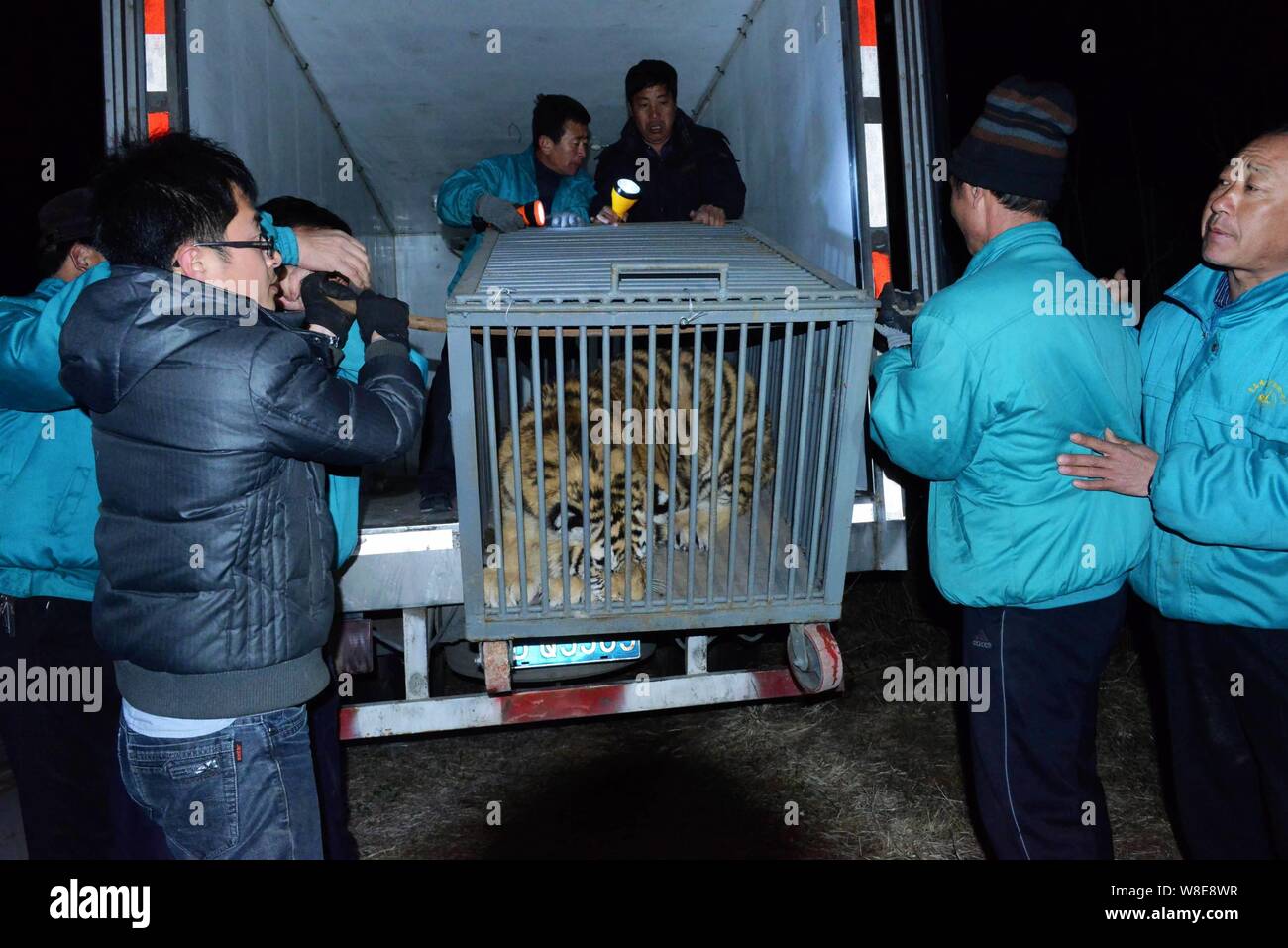 The tiger cub, which was illegally-kept in a high-rise building in ...