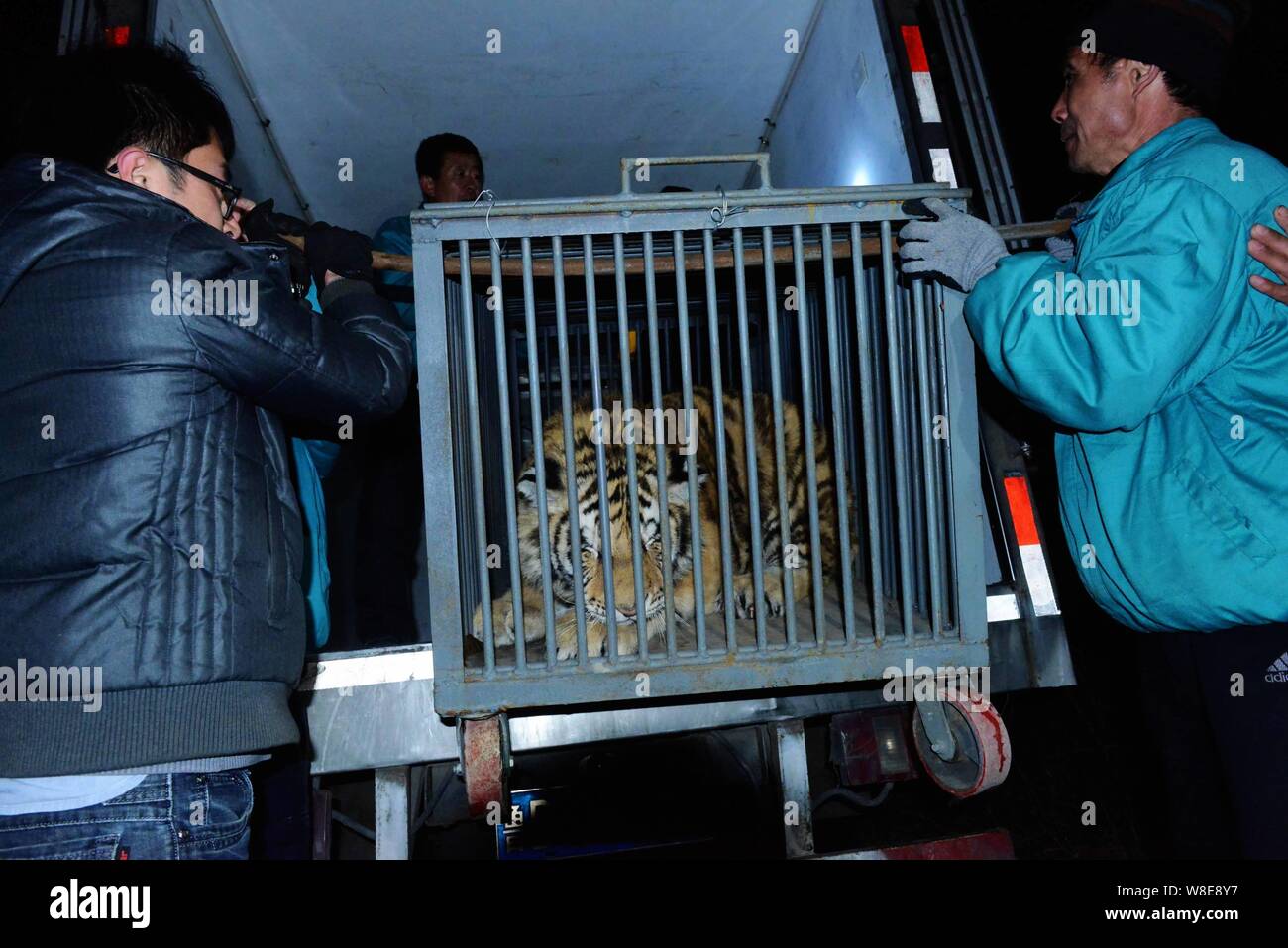 The tiger cub, which was illegally-kept in a high-rise building in ...