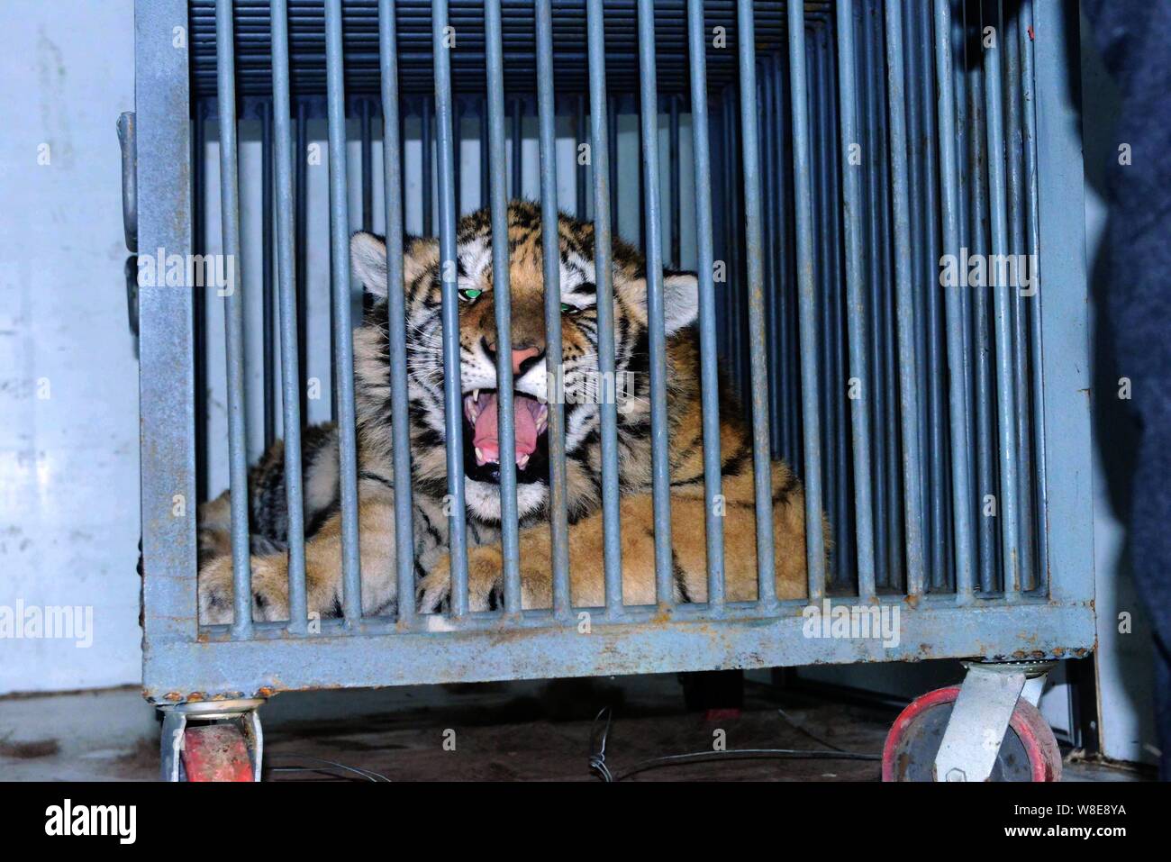 The tiger cub, which was illegally-kept in a high-rise building in ...