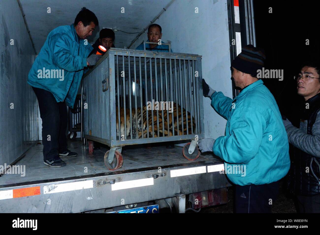 The female tiger, which was illegally-kept in a high-rise building in ...