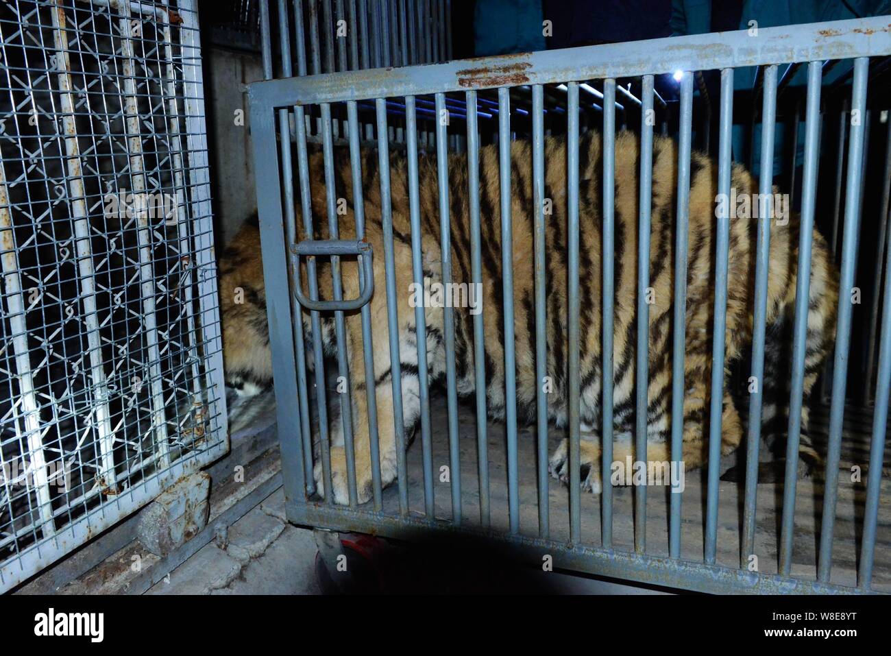 The tiger cub, which was illegally-kept in a high-rise building in ...