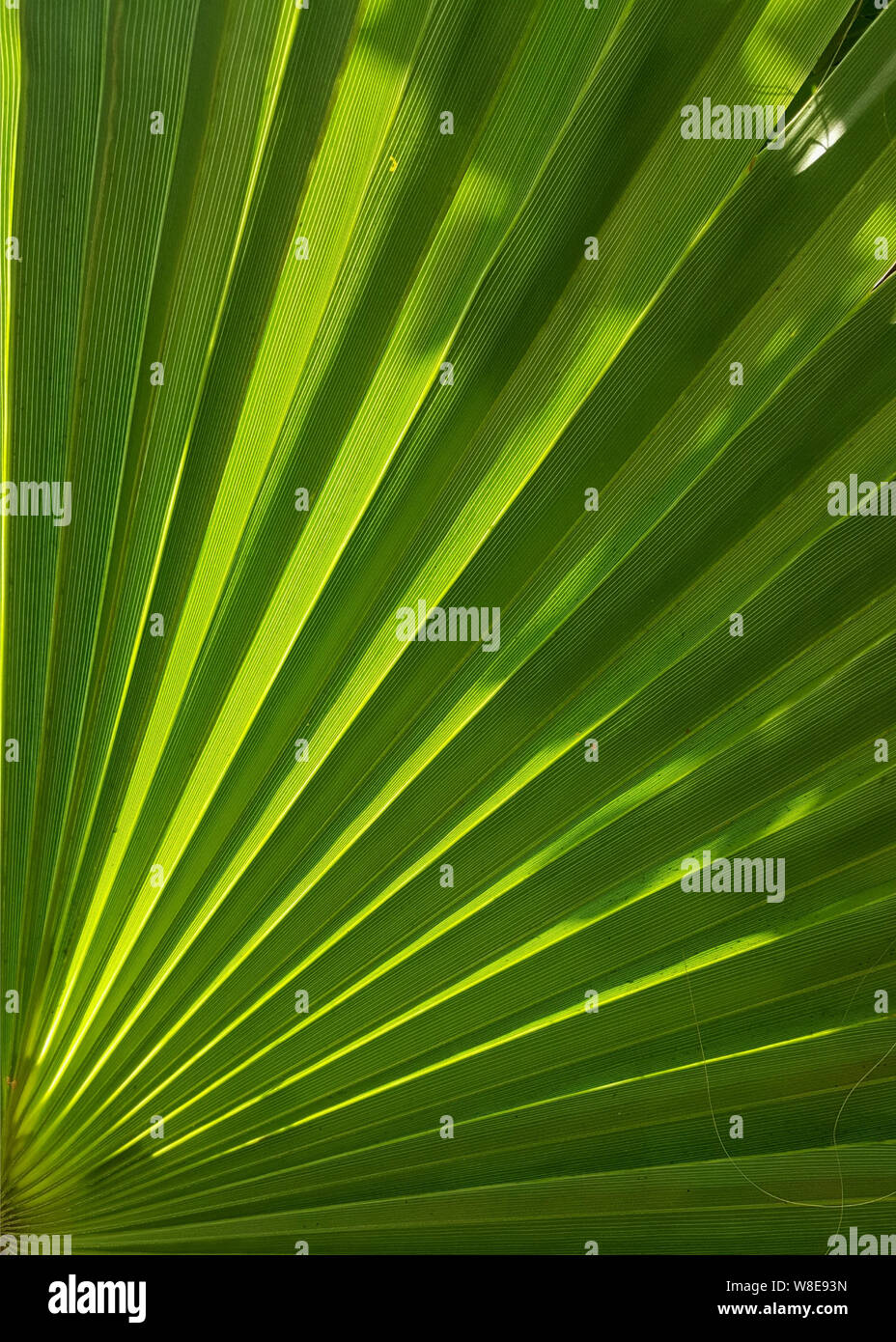 Palm tree leaf texture background. photo image Stock Photo - Alamy