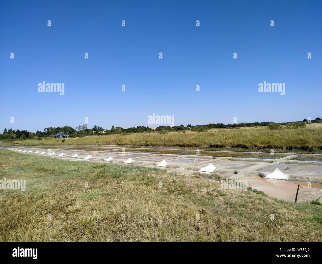 Swamp salt marsh river grass hi-res stock photography and images - Alamy