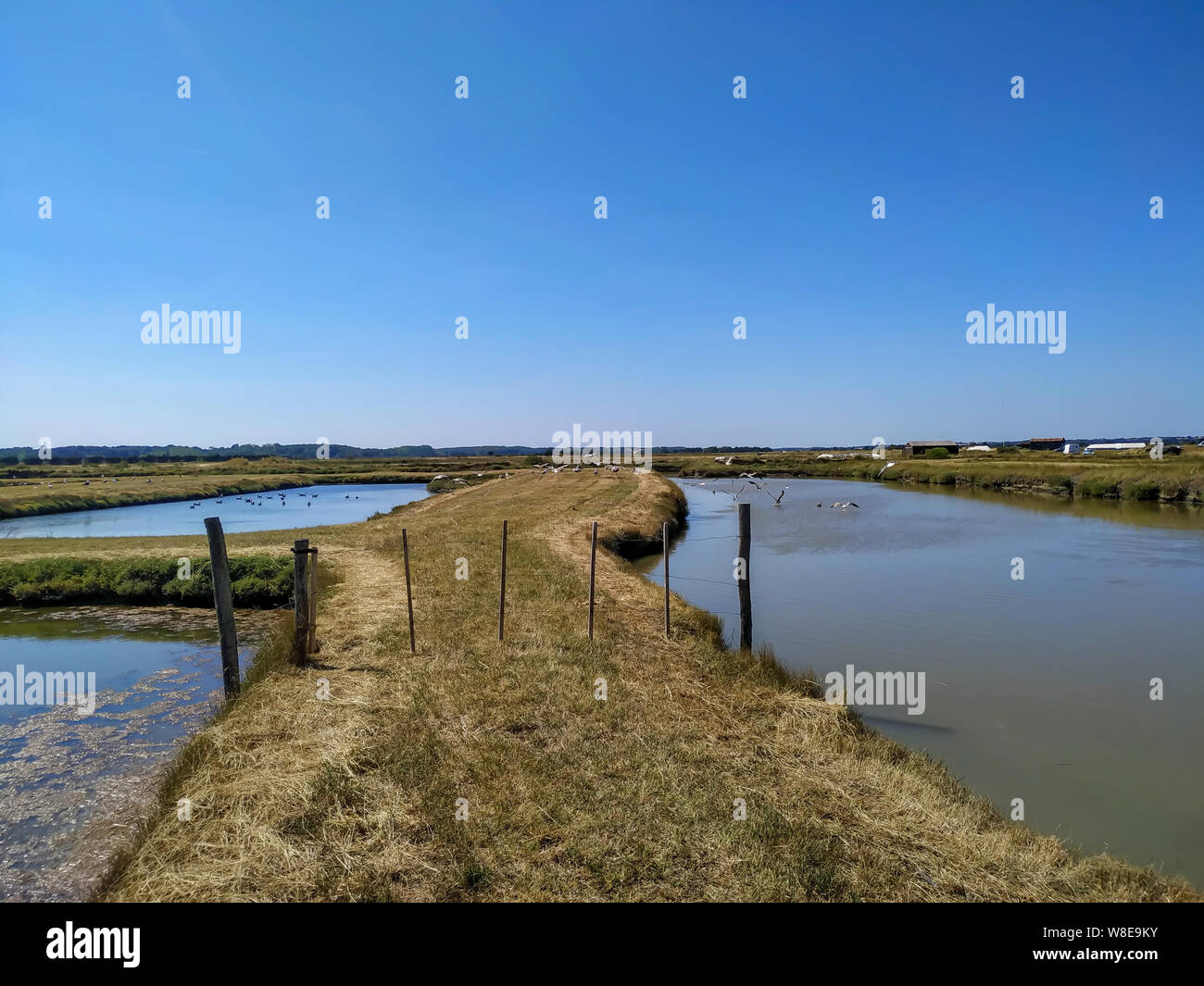 Swamp salt marsh river grass hi-res stock photography and images - Alamy