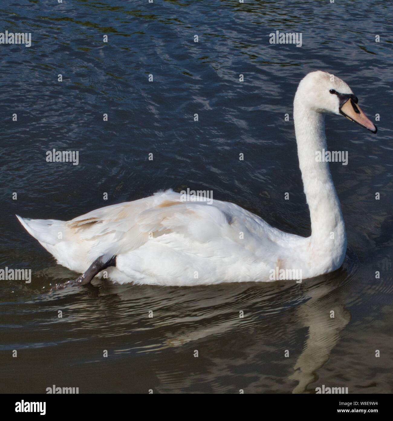 Background swam hi-res stock photography and images - Alamy