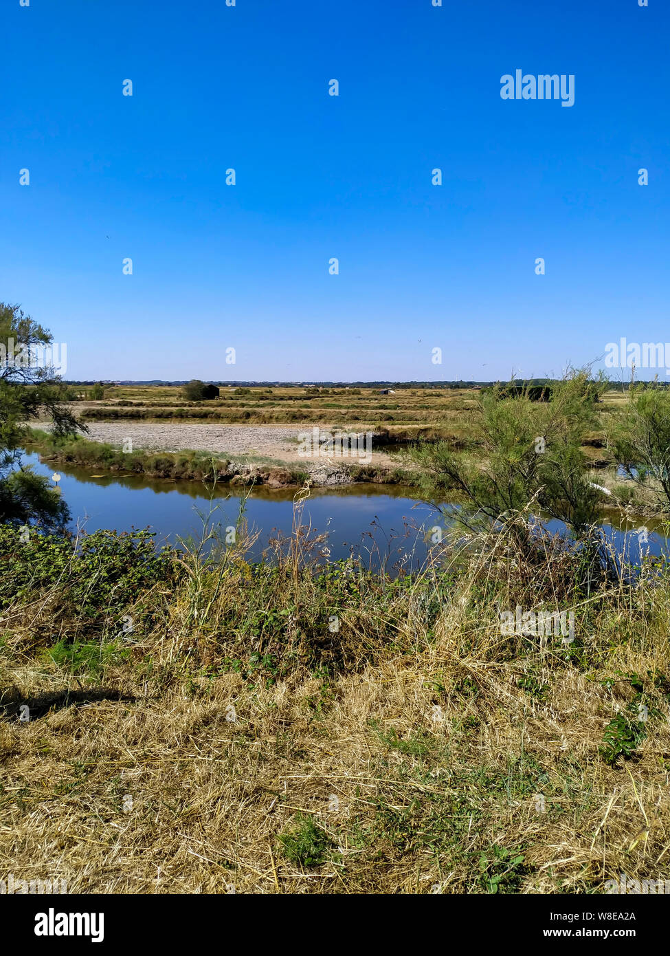 Swamp salt marsh river grass hi-res stock photography and images - Alamy