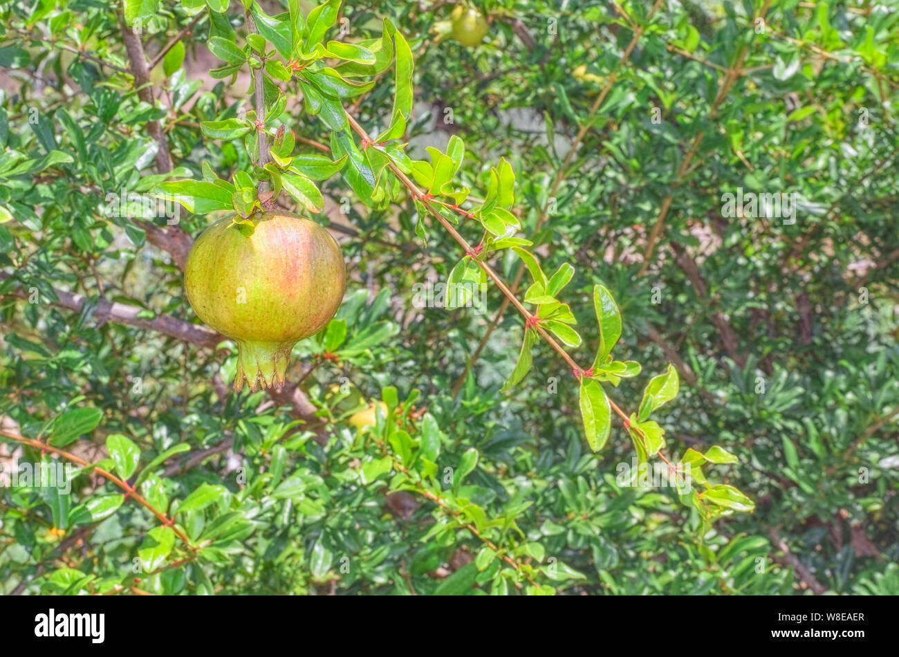 Pomegranate shapes hi-res stock photography and images - Alamy