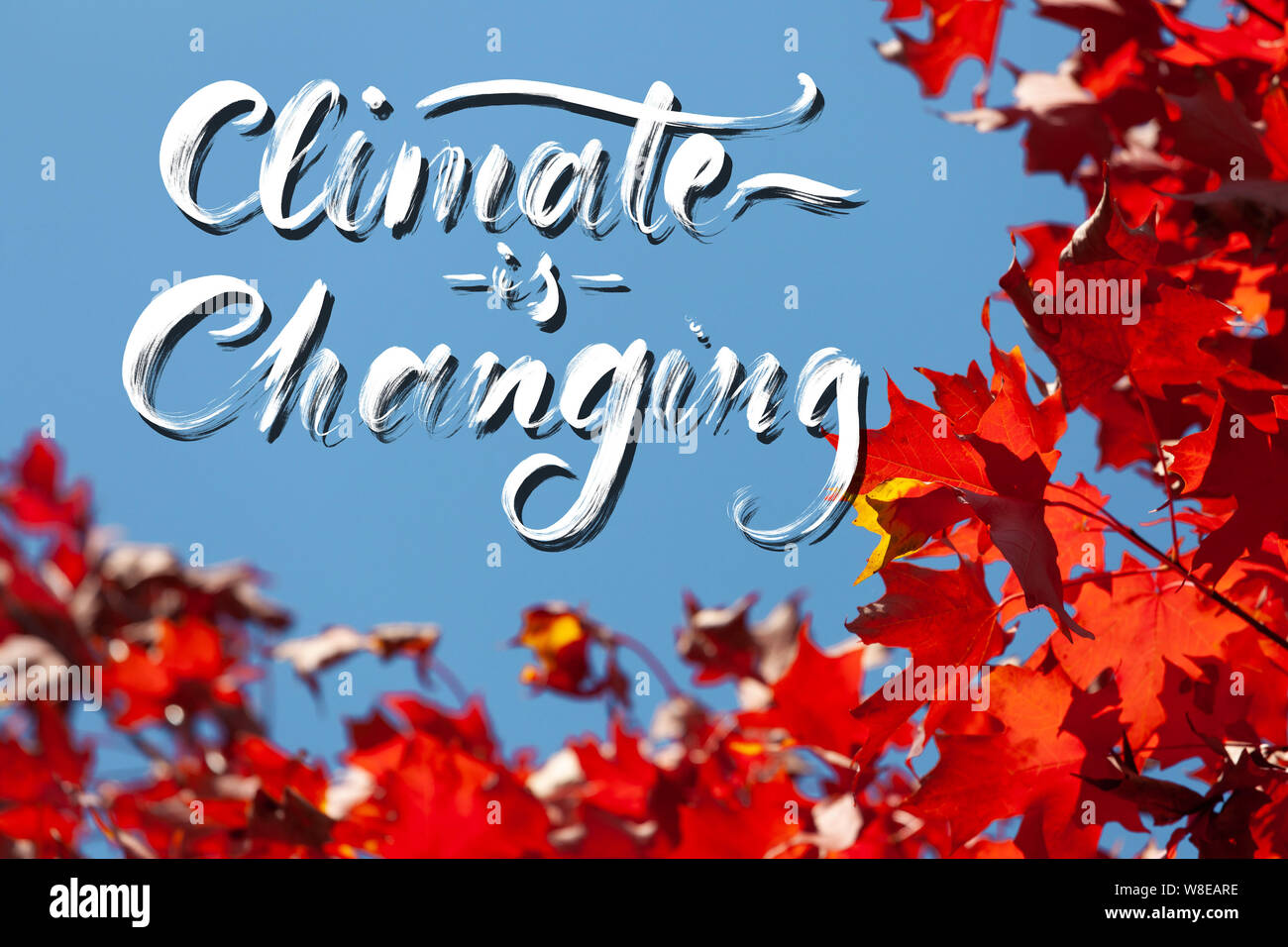 Climate is Changing - cursive brush lettering on blue sky and red maple ...