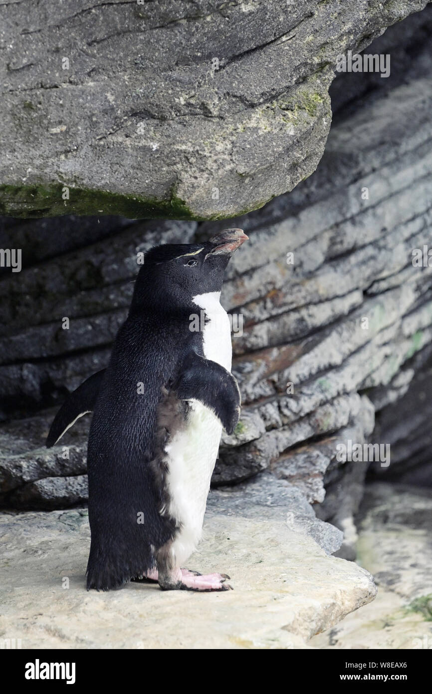 Rockhopper Penguin on zoo rocks Stock Photo - Alamy