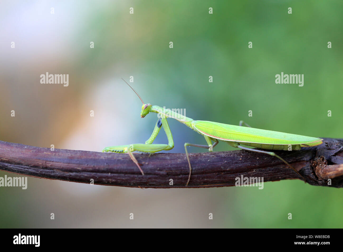 Green invasive insect hi-res stock photography and images - Alamy