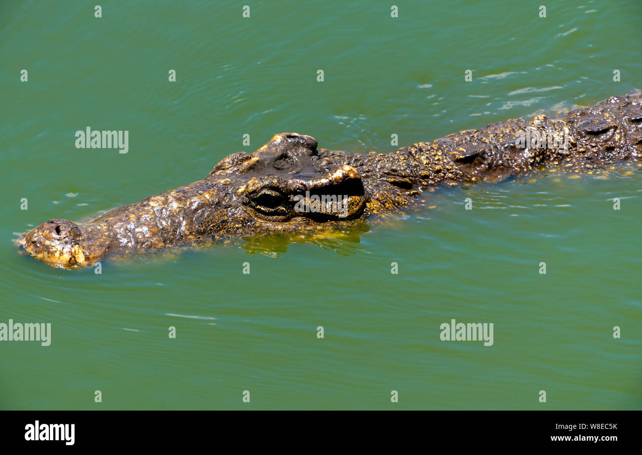 Alligator hunting photos hi-res stock photography and images - Alamy