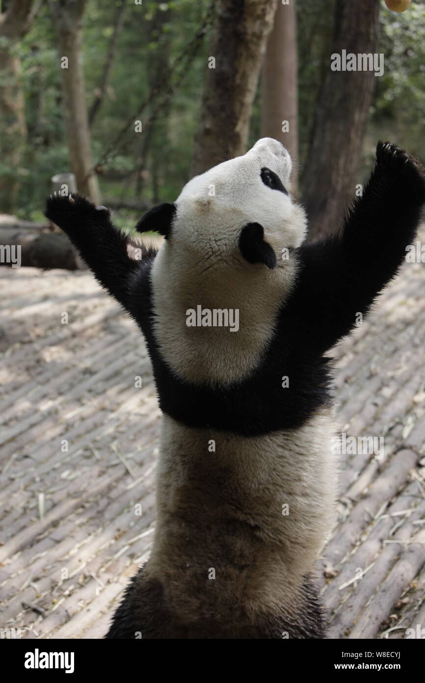 Giant panda Kaikai is pictured at the Chengdu Research Base of Giant ...