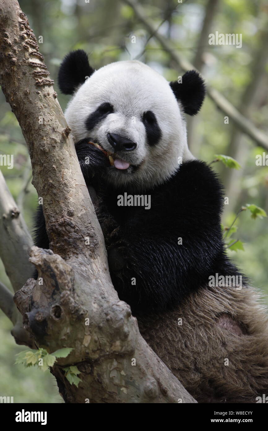 Giant panda Kaikai climbs a tree at the Chengdu Research Base of Giant ...