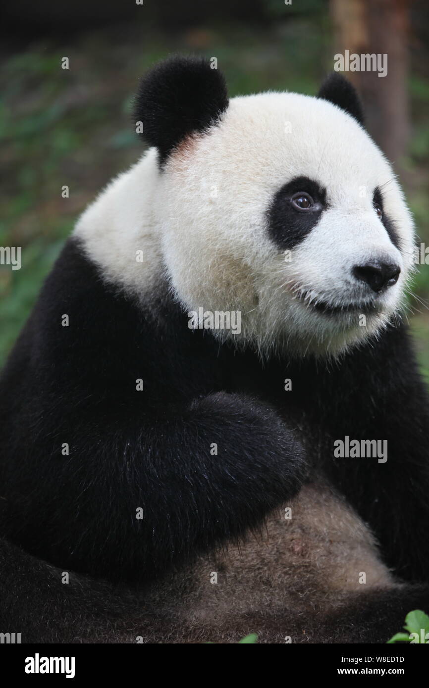 Giant panda Xinxin is pictured at the Chengdu Research Base of Giant ...