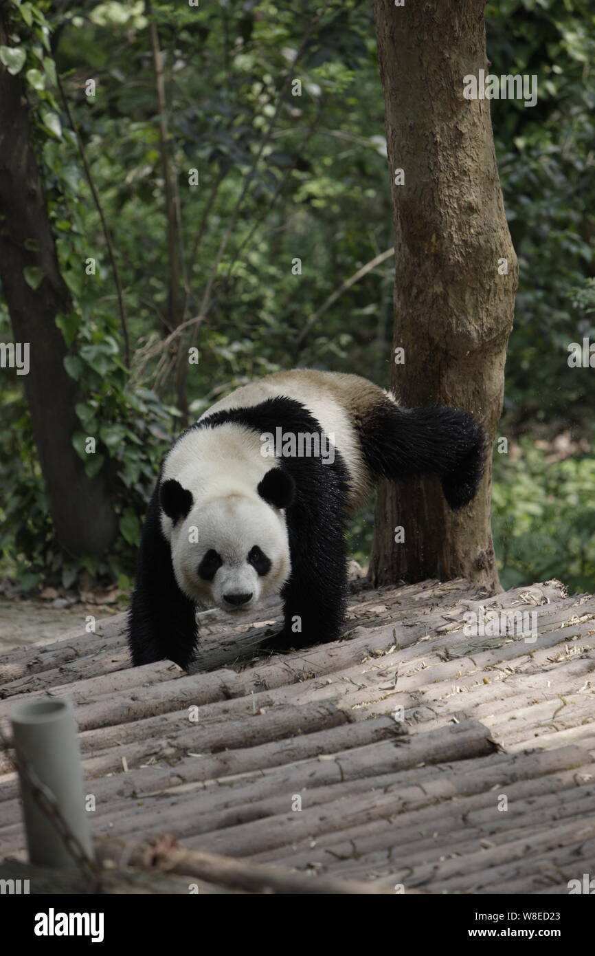 Giant panda Kaikai is pictured at the Chengdu Research Base of Giant ...