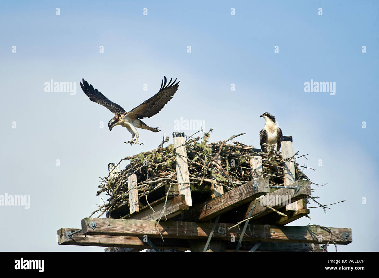 Young Osprey (Pandion haliaetus) tests it’s wings while learning to fly ...