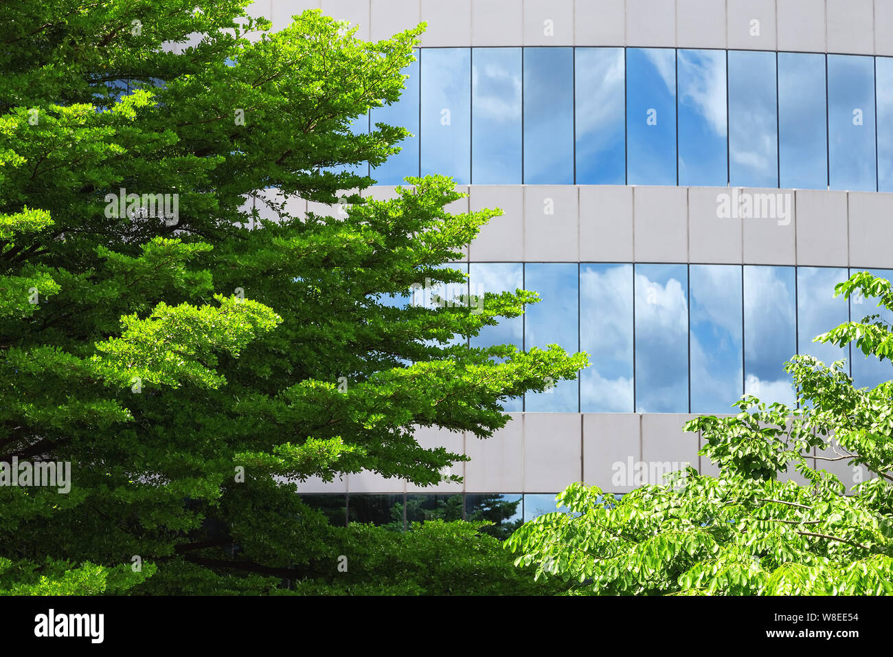The tree has fresh green leaves. There is an office building background ...
