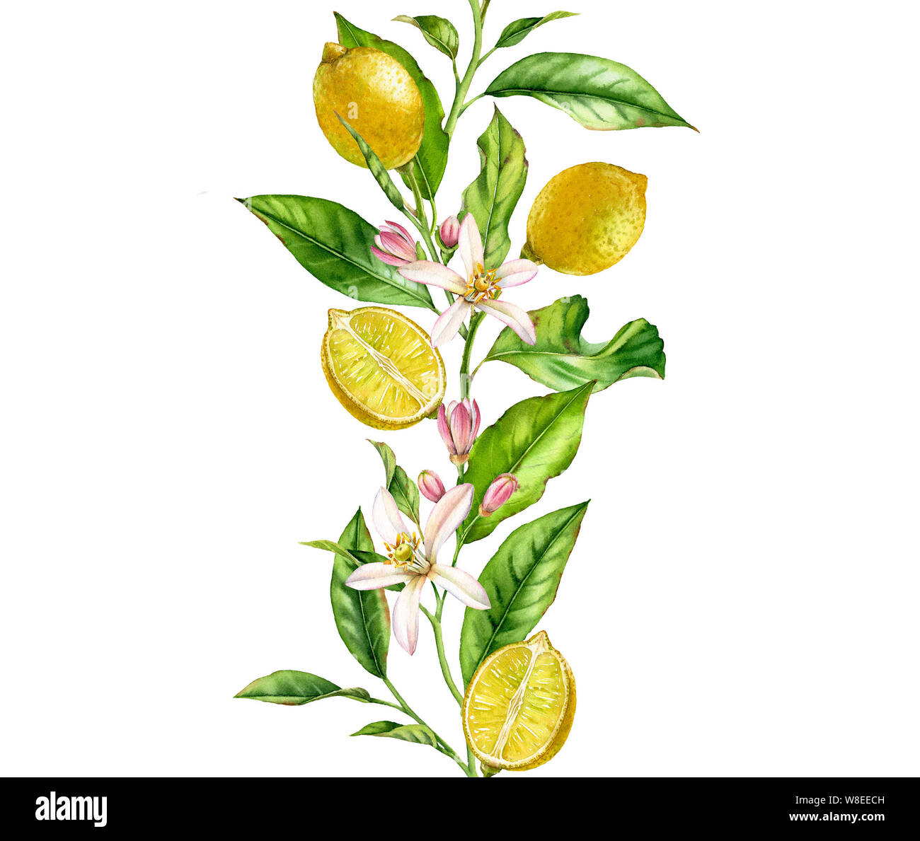 Lemon fruit branch hi-res stock photography and images - Alamy