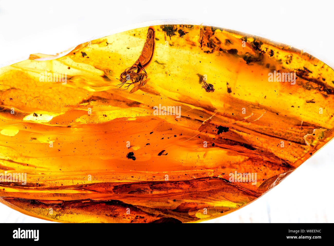 Amber in sun with inclusions of insects Stock Photo - Alamy