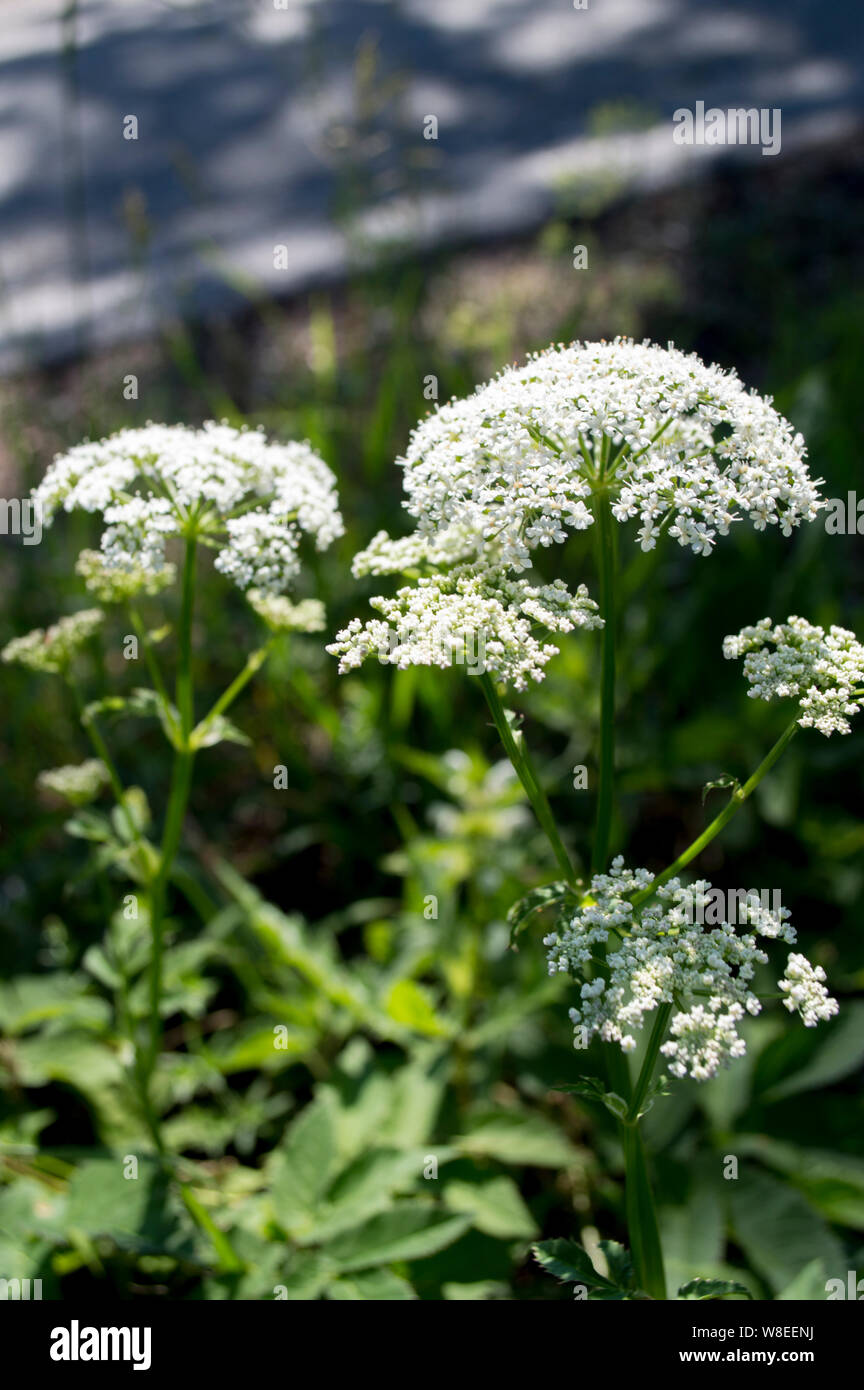 Flowers of a Valerian plant Stock Photo - Alamy
