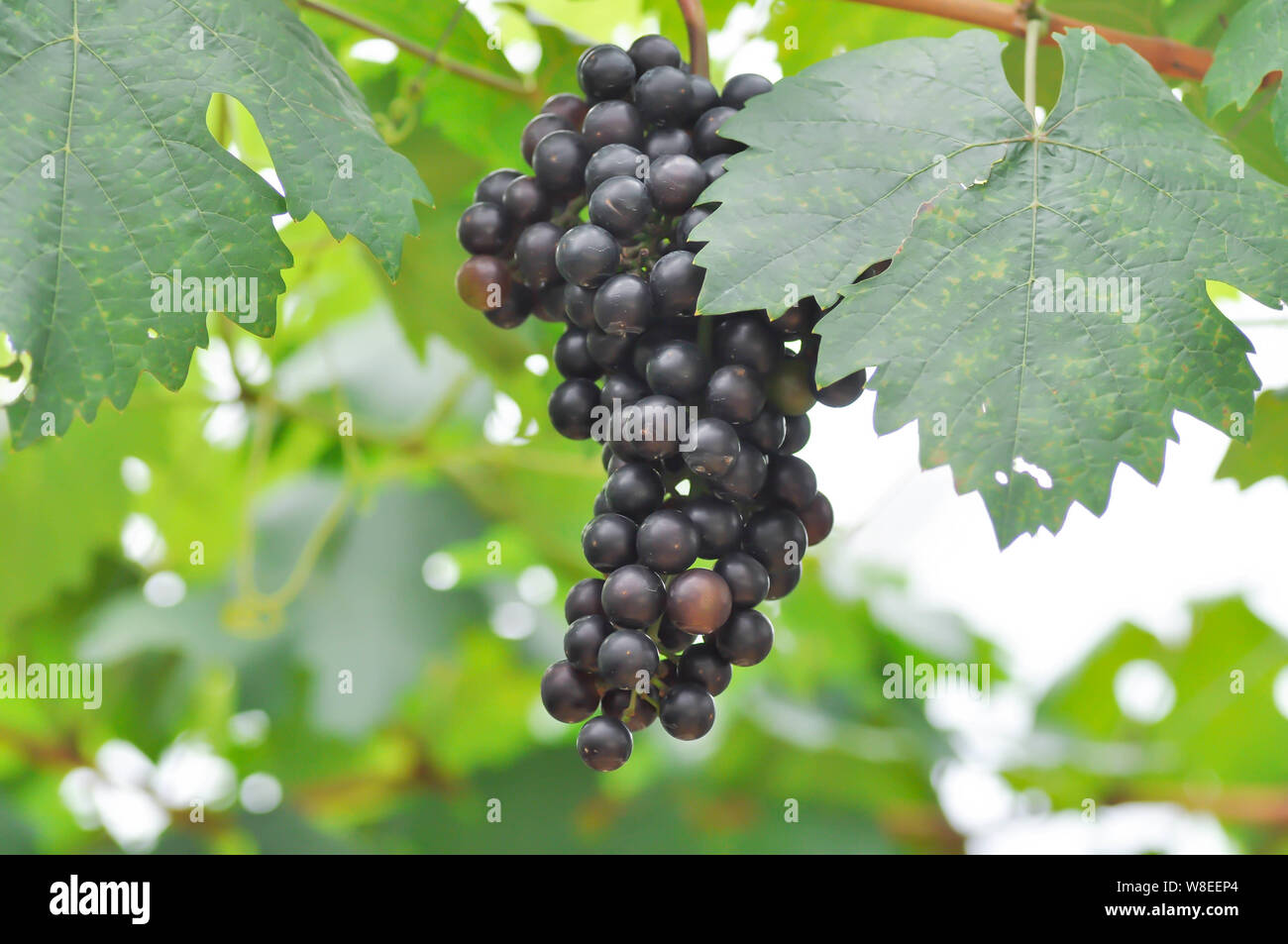 Pinot Noir grape or grape plant in the orchard Stock Photo - Alamy