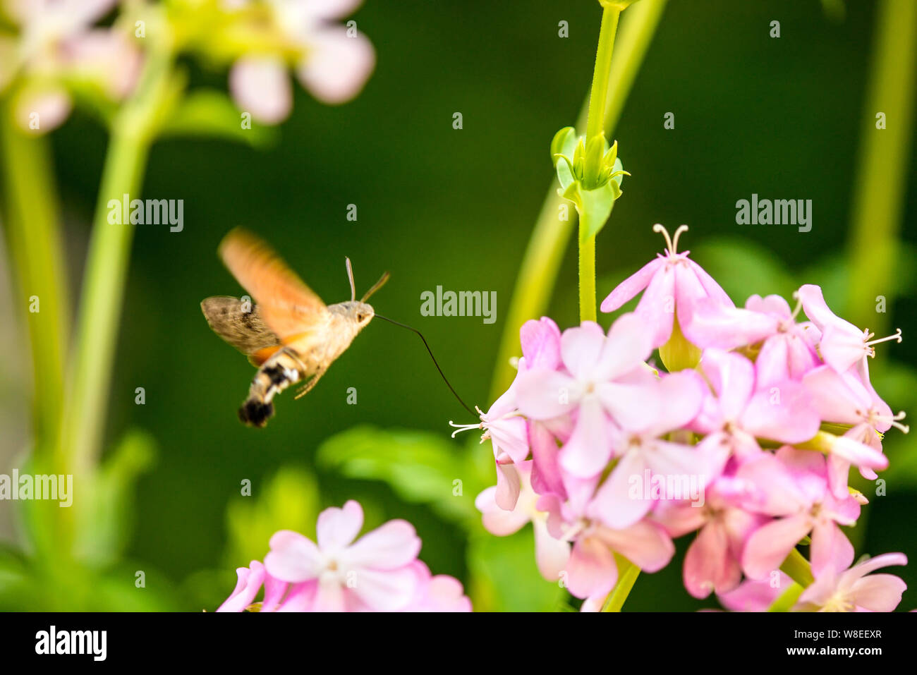 hummingbird hawk-moth on a flower of a soapwort Stock Photo - Alamy