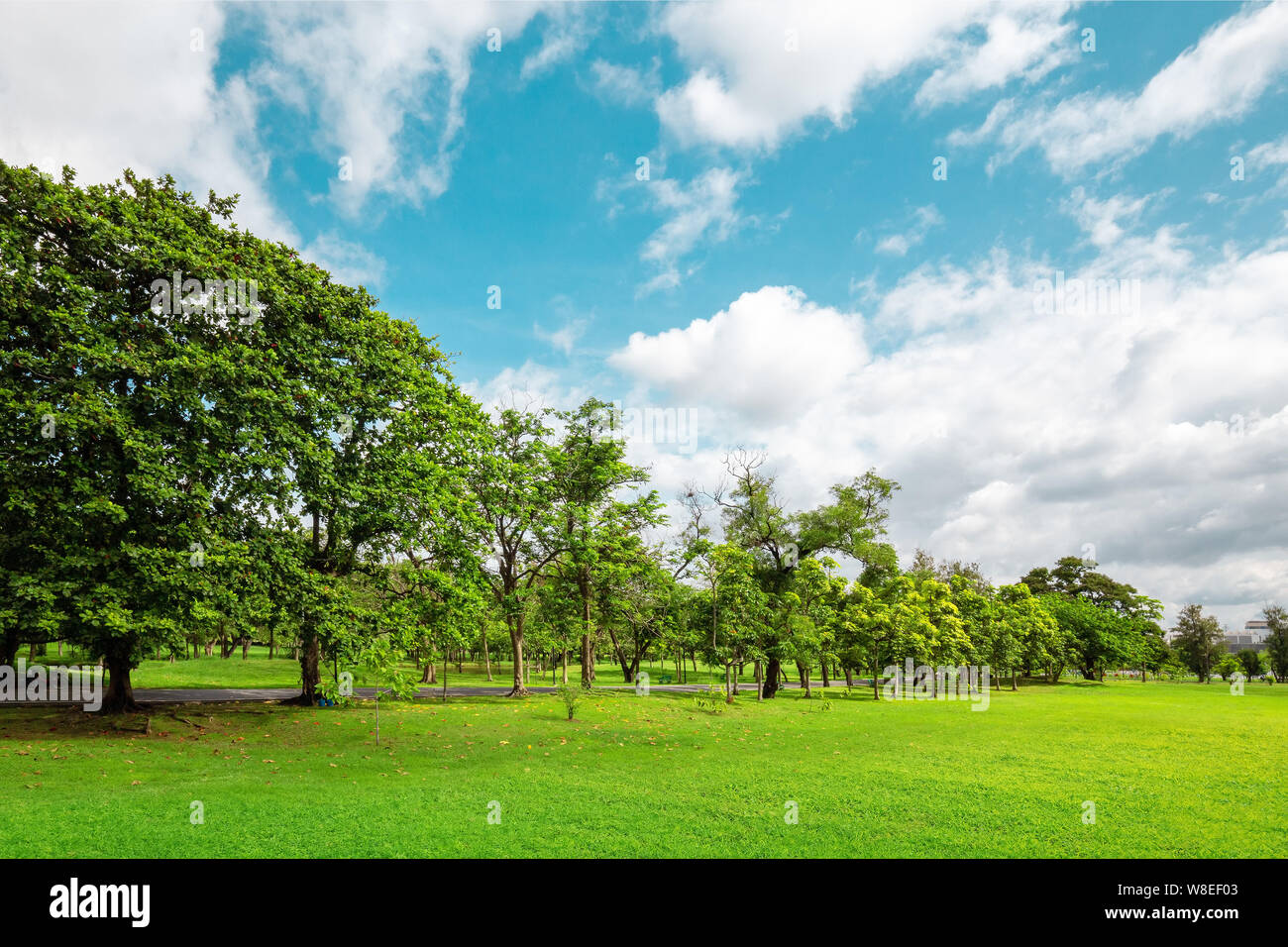 Parks and green trees in spring. Nature background Stock Photo - Alamy