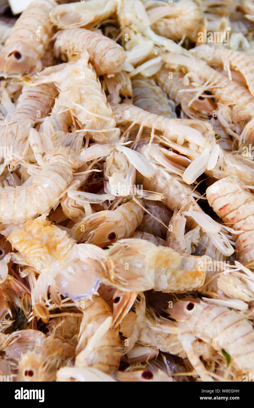 Sea cicadas hi-res stock photography and images - Alamy