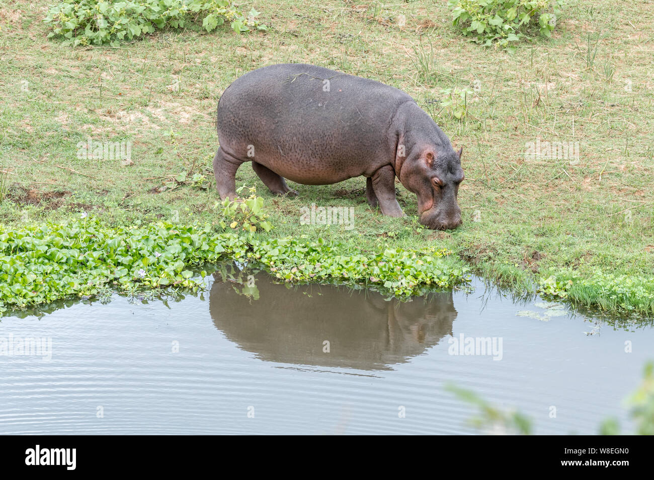 Hippopotamus amphibius water hyacinth hi-res stock photography and ...