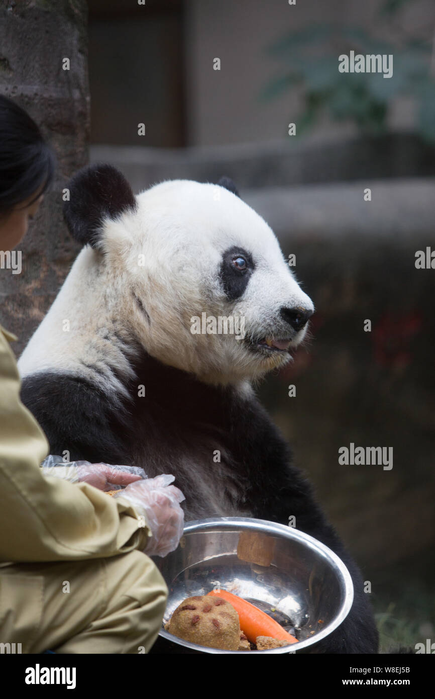 A Chinese employee feeds 35-year-old female giant panda Basi with ...