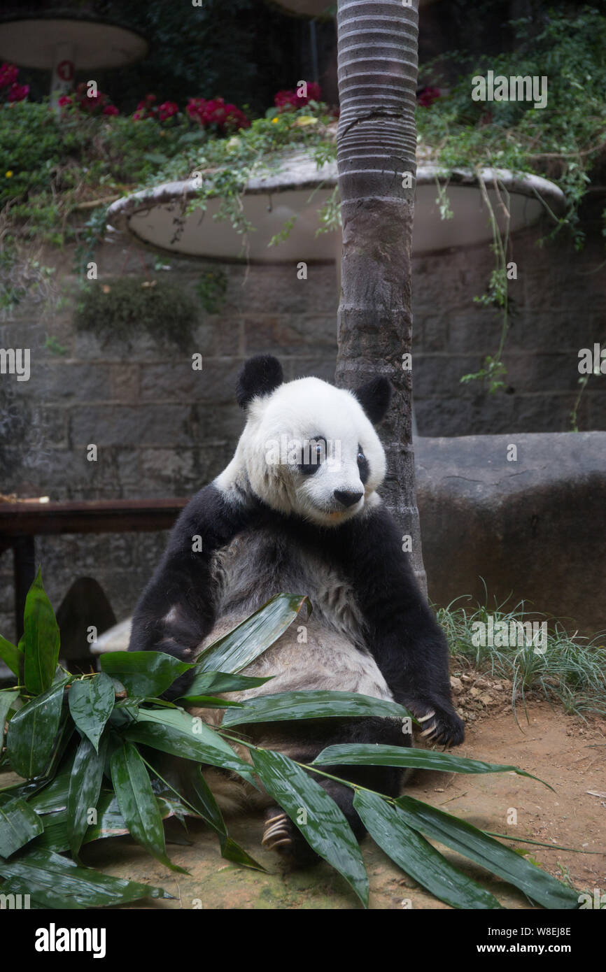 35-year-old female giant panda Basi is pictured at the Fuzhou Giant ...