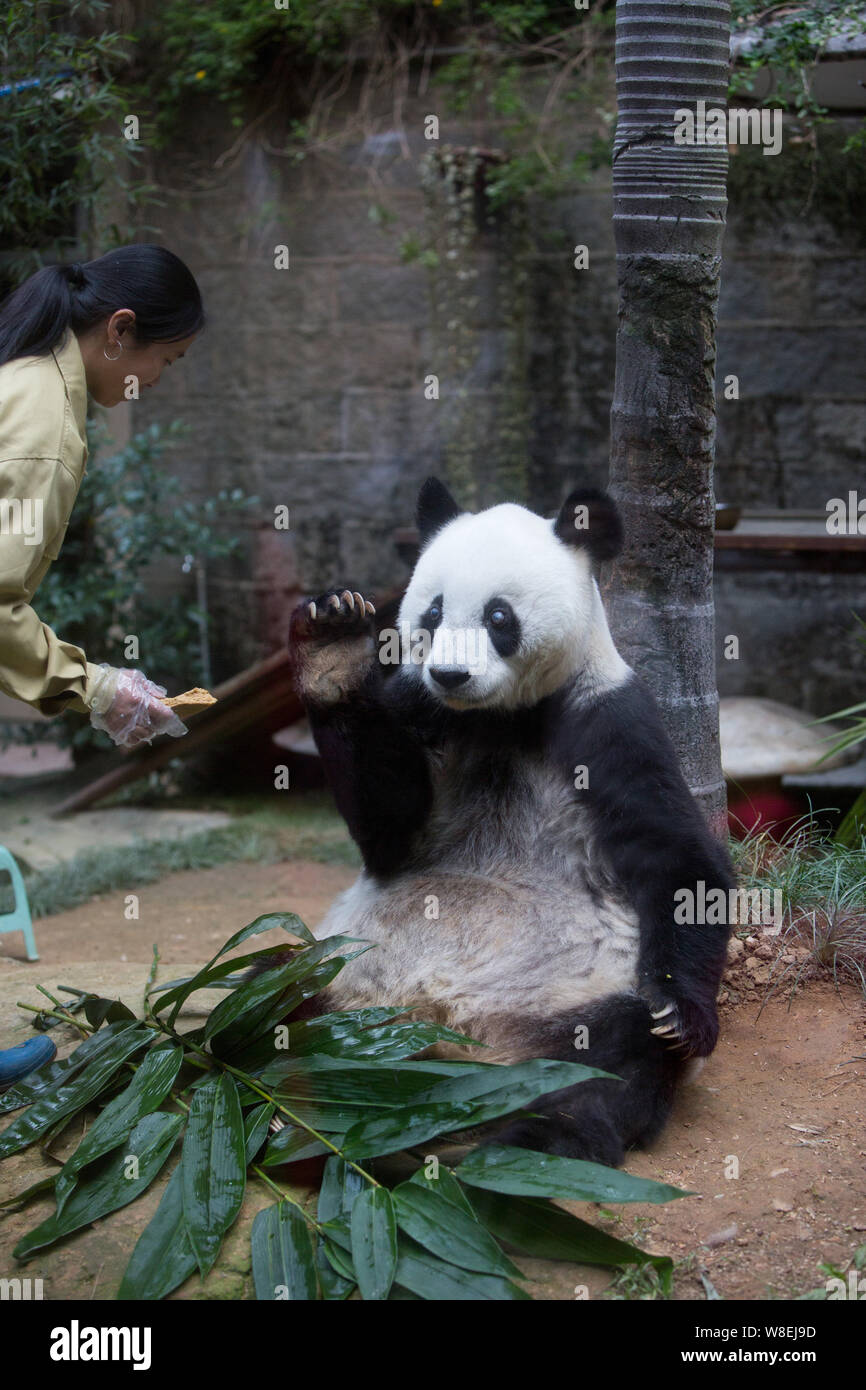 35-year-old female giant panda Basi waves at the Fuzhou Giant Panda ...