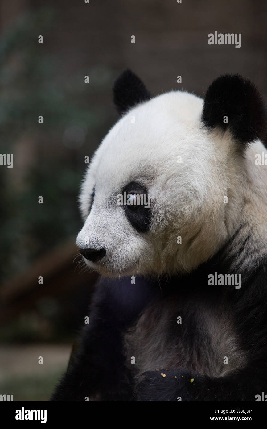 35-year-old female giant panda Basi waves at the Fuzhou Giant Panda ...