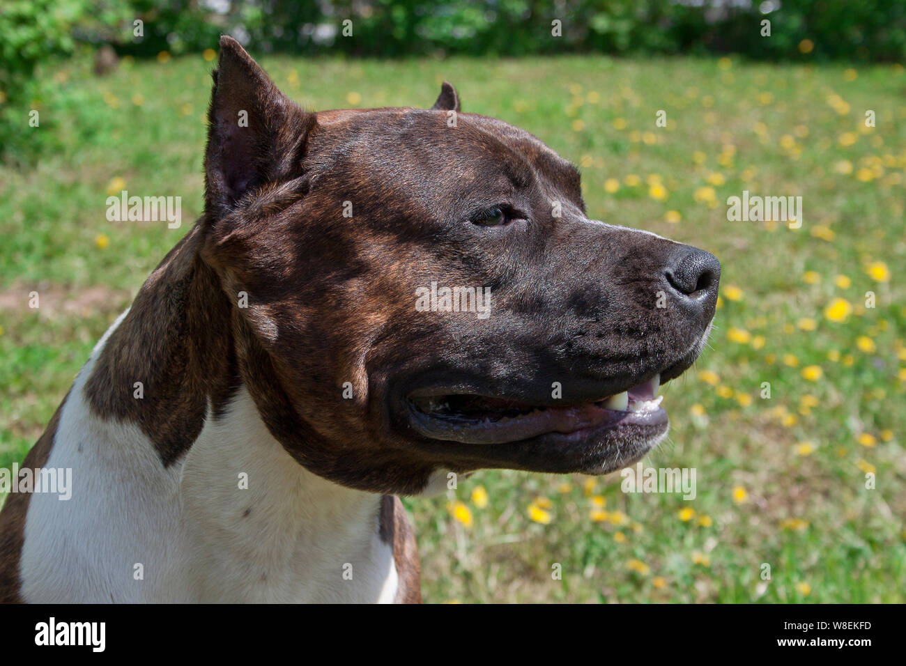 Staffordshire terrier teeth hi-res stock photography and images - Alamy