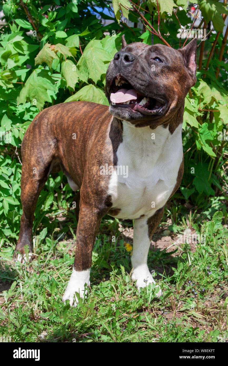 Staffordshire terrier cropped ears hi-res stock photography and images ...