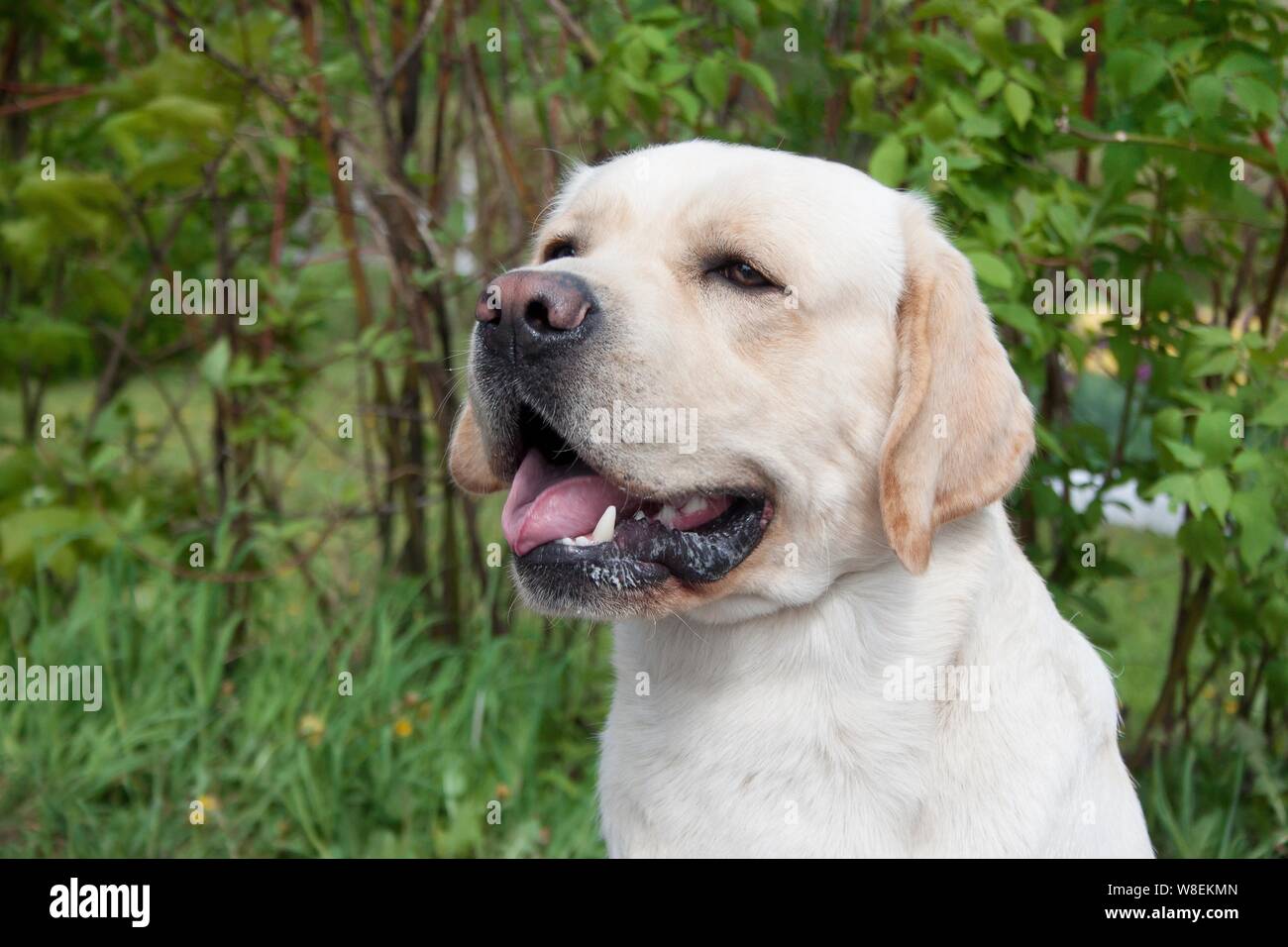 Portrait white fluffy labrador hi-res stock photography and images - Alamy