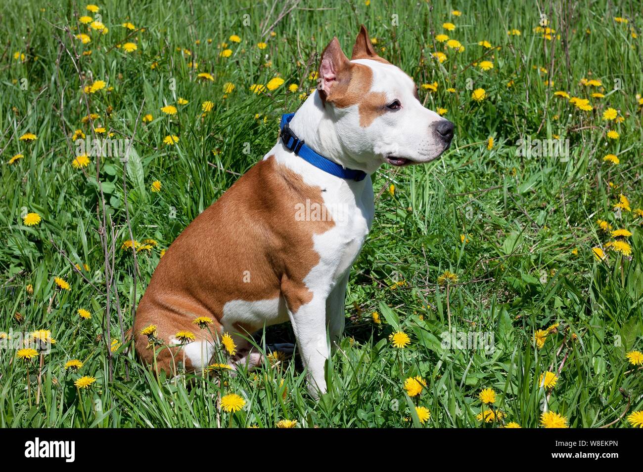 American staffordshire terrier puppy is sitting on a blooming meadow ...