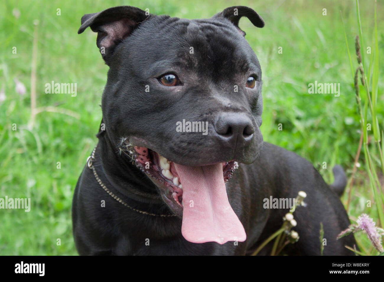 Staffordshire bull terrier puppy is standing with lolling tongue. Pet ...