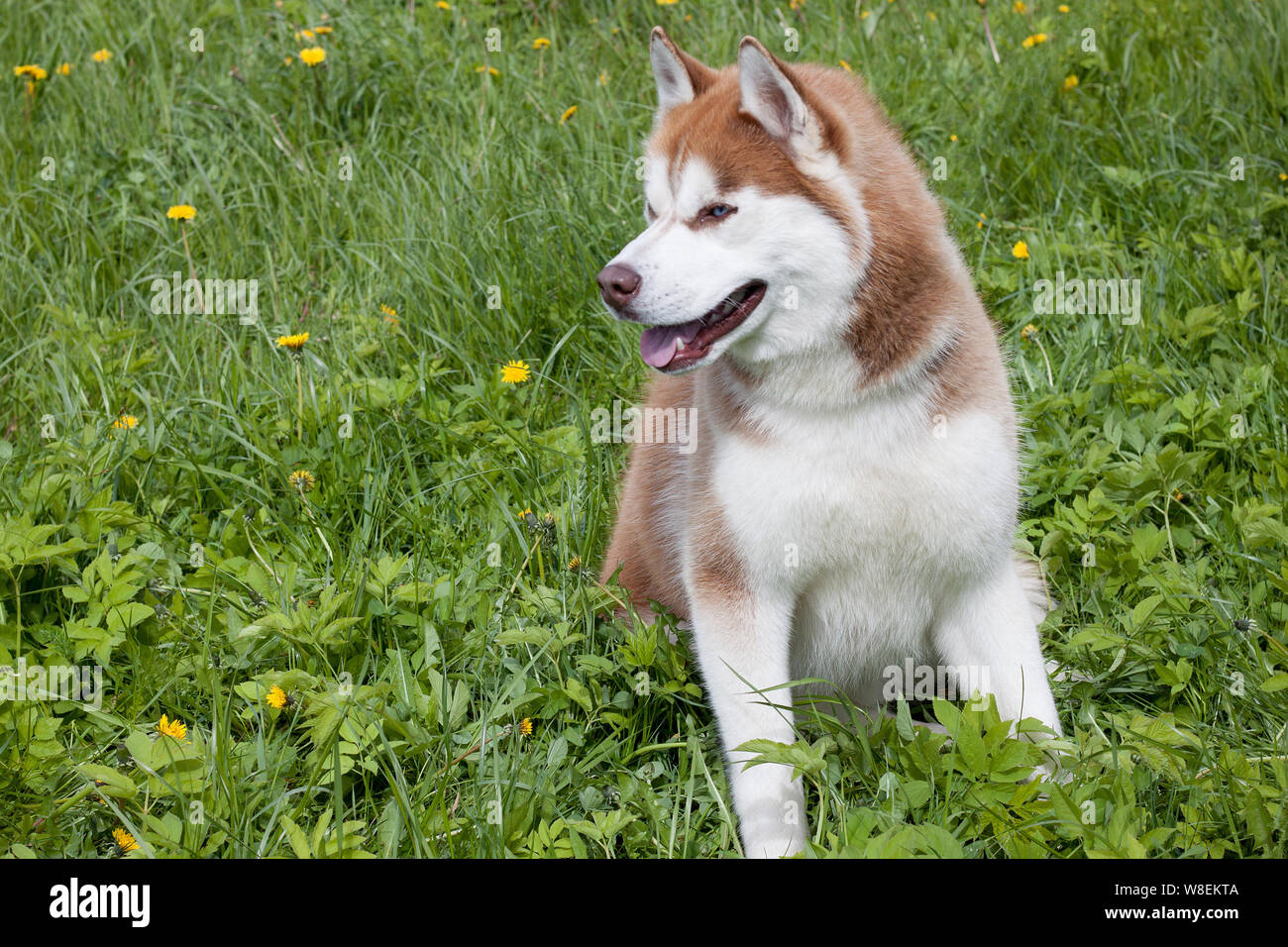 Husky sitting paw hi-res stock photography and images - Alamy